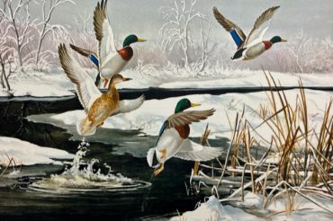 Early Arrivals - Mallards by Maynard Reece