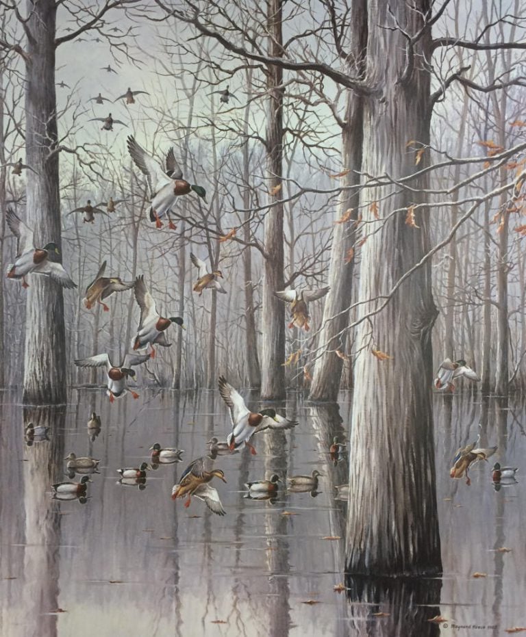 Oak Timber - Mallards by Maynard Reece